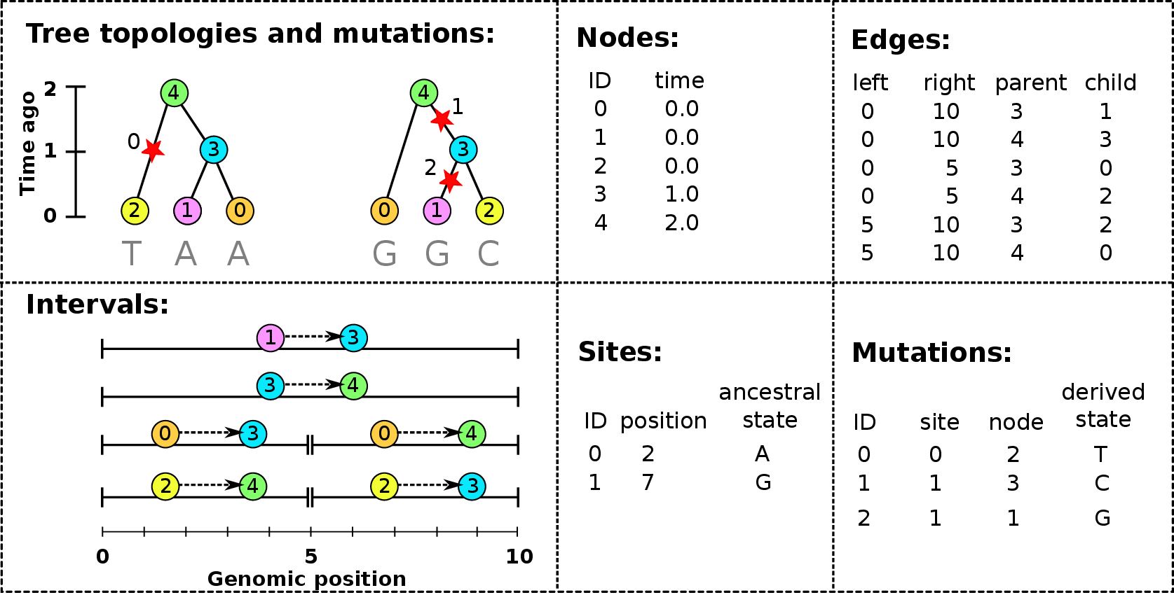 A practical introduction to the tree sequence: