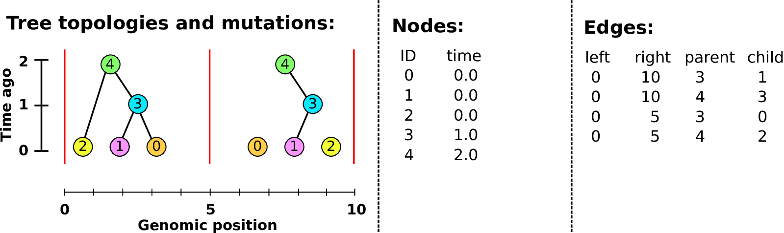 A practical introduction to the tree sequence: