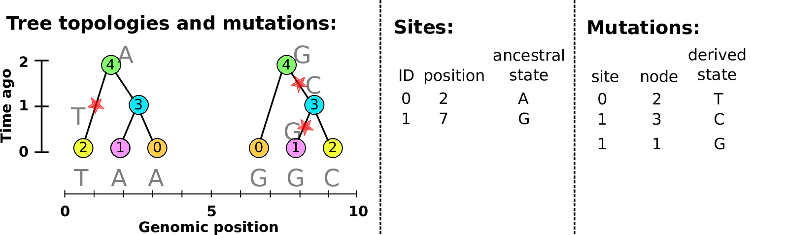 A practical introduction to the tree sequence: