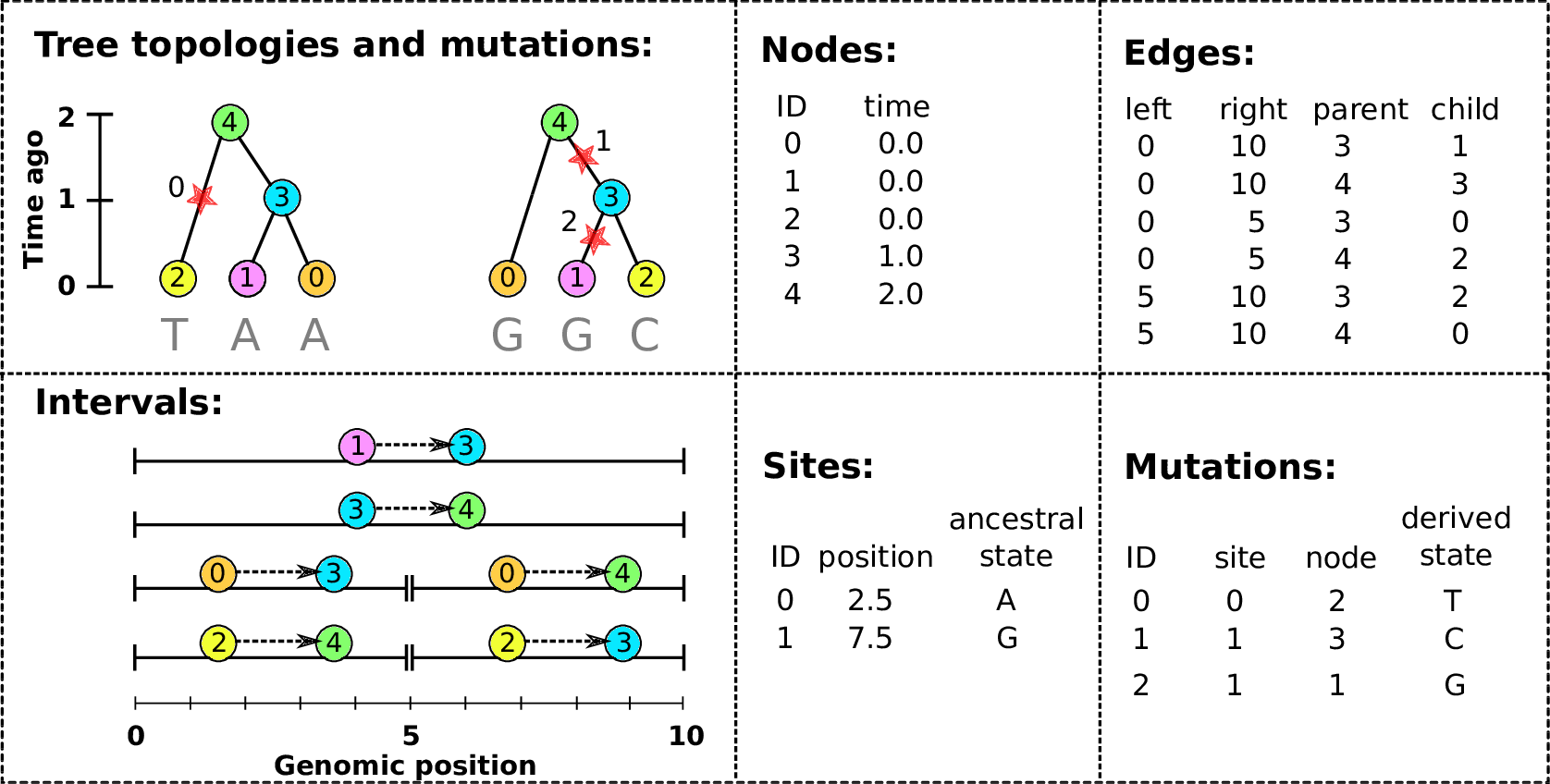 Scaling up genomic computation with the tree sequence